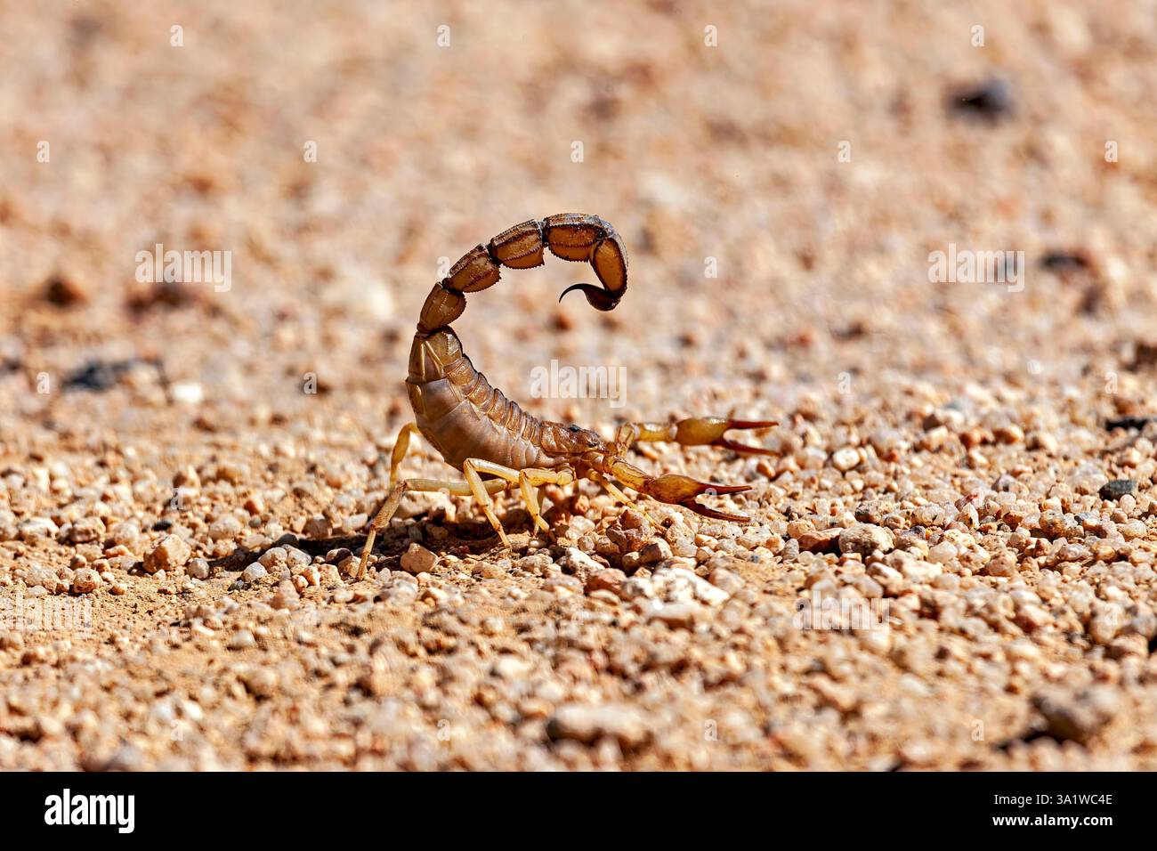 A scorpion in the sahara desert Stock Photo - Alamy