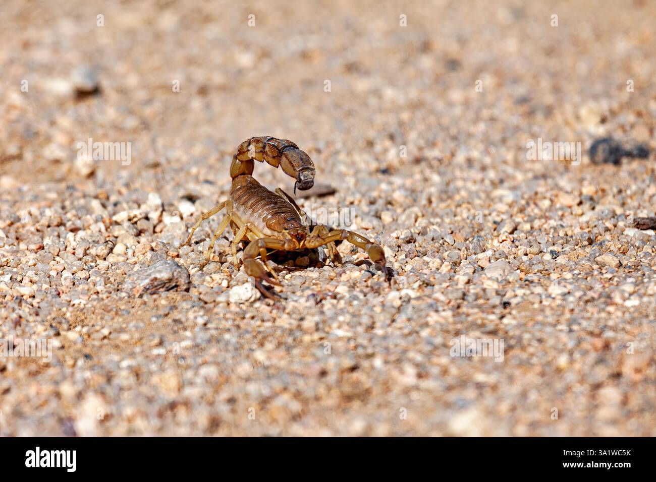 Scorpion desert egypt hi-res stock photography and images - Alamy