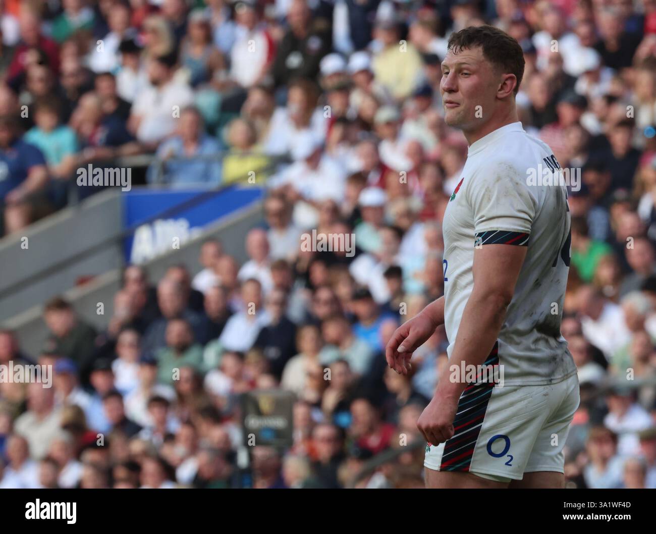 England's Fraser Dingwell(Northampton Saints) in action during Guinness ...