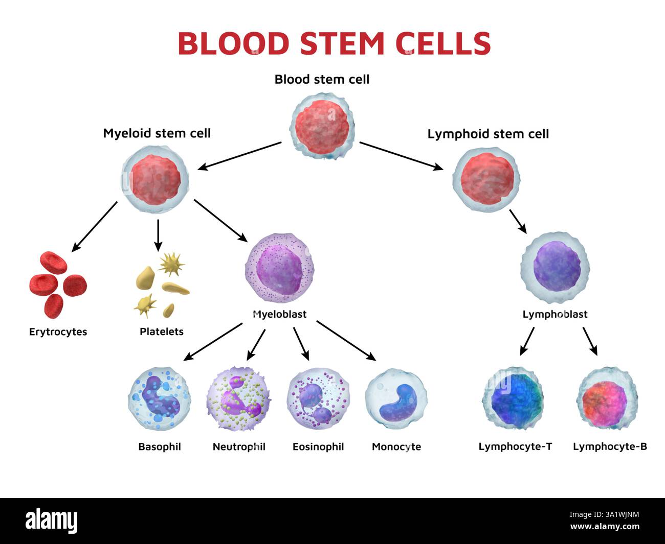 Cell stem. Blood body type. Myeloid lymphoblast and lymphocyte for ...