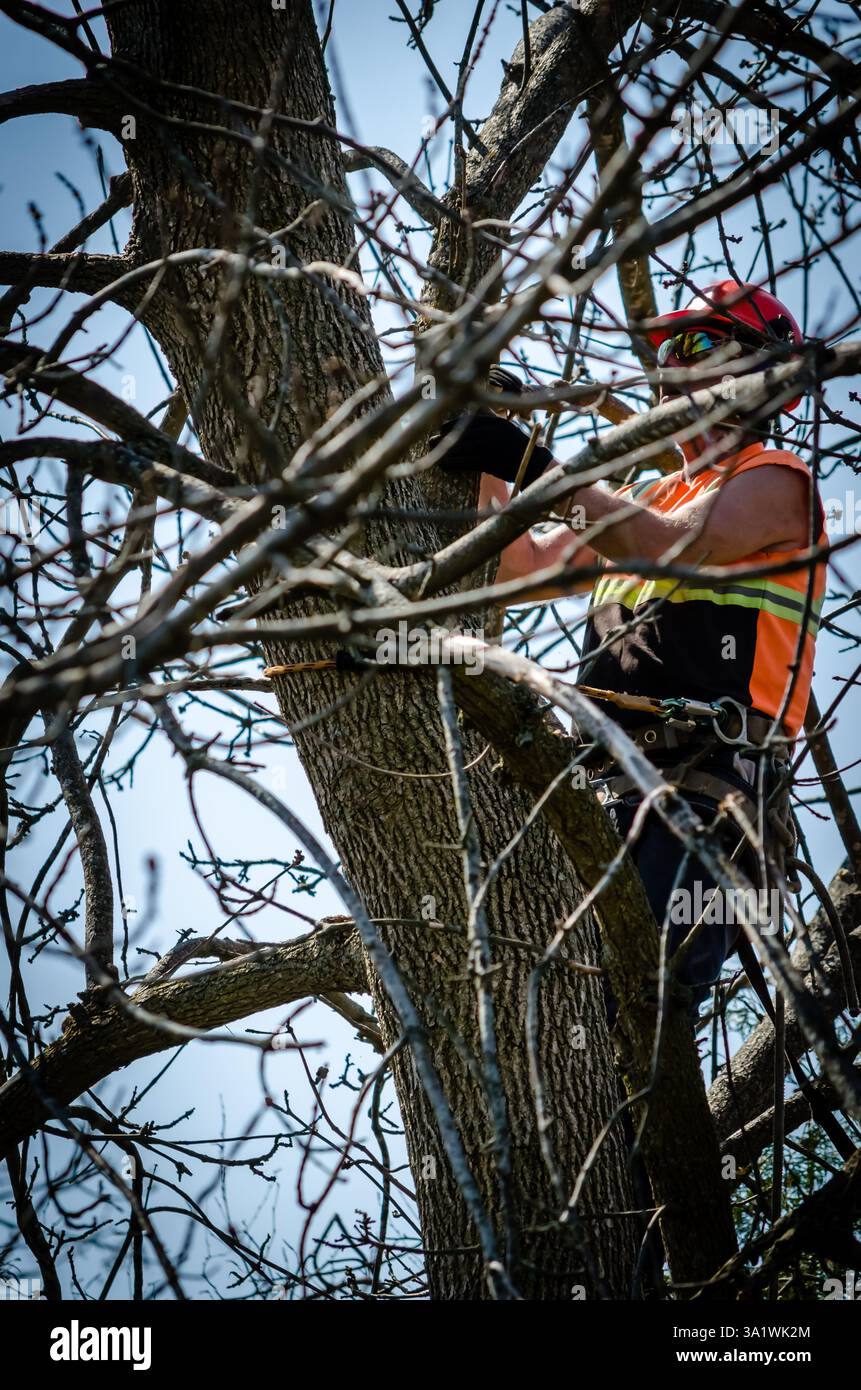 Worker with harness and safety equipment trimming a large Ash tree with ...