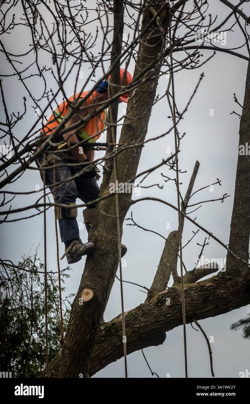 Worker with harness and safety equipment trimming a large Ash tree ...