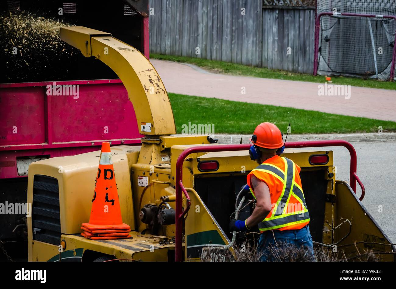 Worker with safety equipment feeding branches into a wood chipper ...