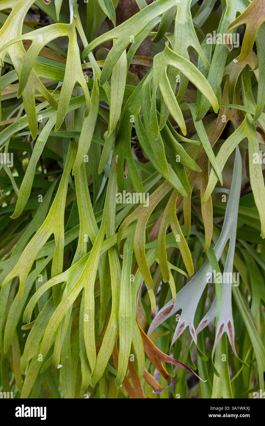 Platycerium bifurcatum also known as the Staghorn Fern, exotic ...