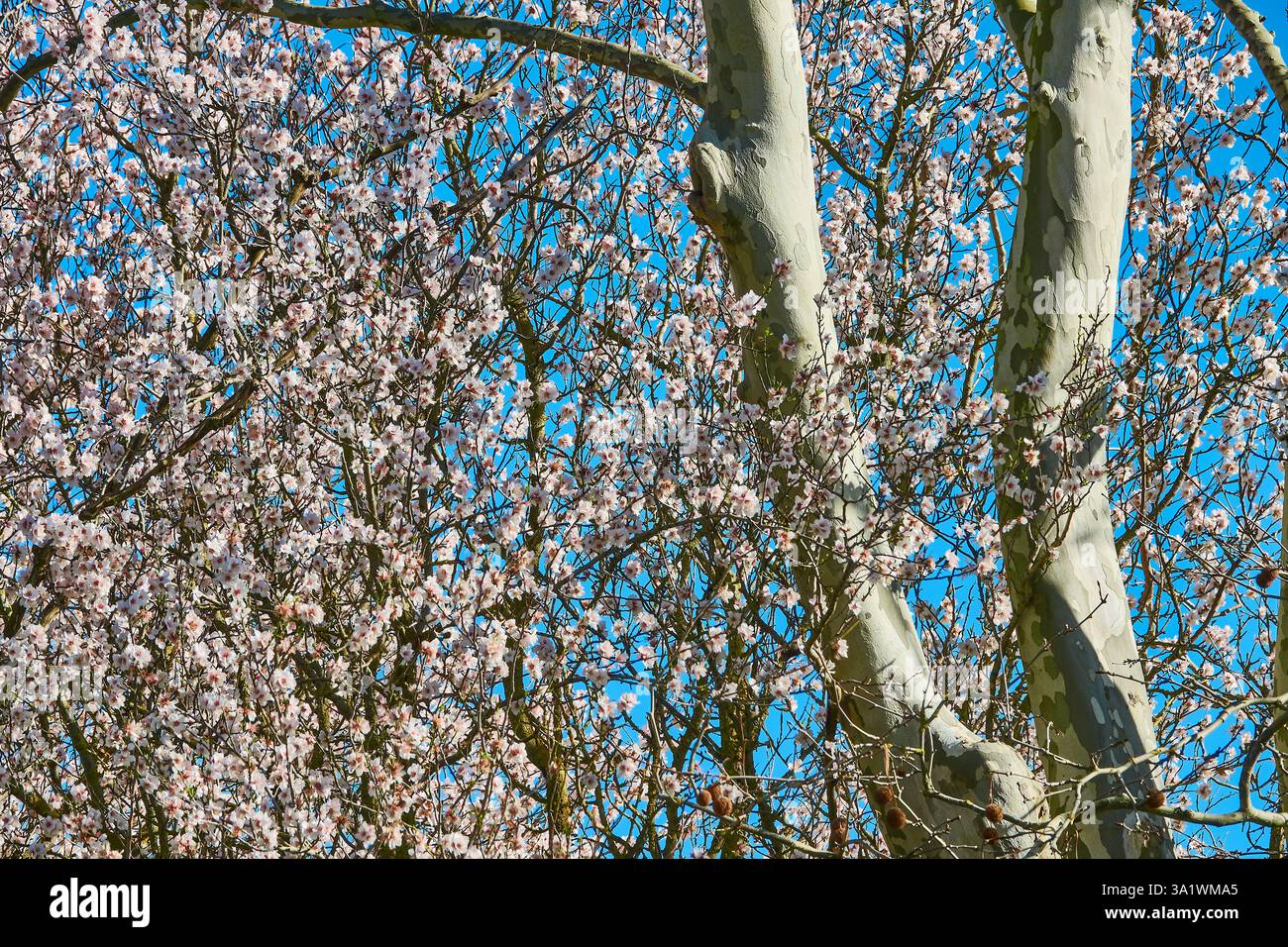 Beautiful Spring Blossoms Under a Clear Blue Sky Stock Photo - Alamy