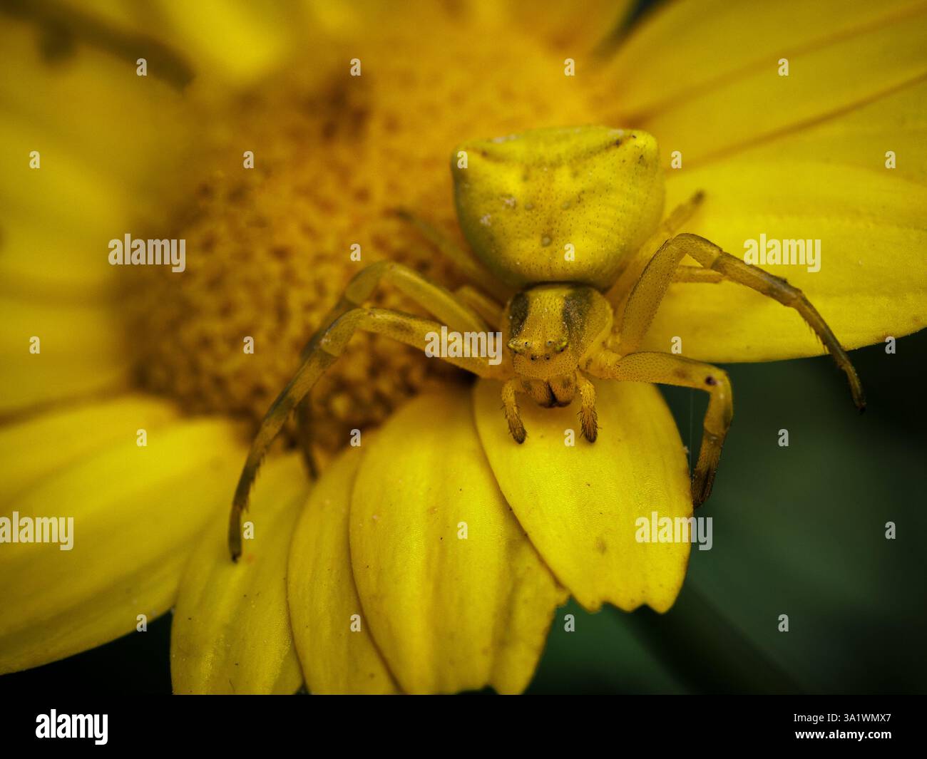Yellow crab spider on a vibrant yellow flower with a detailed macro ...