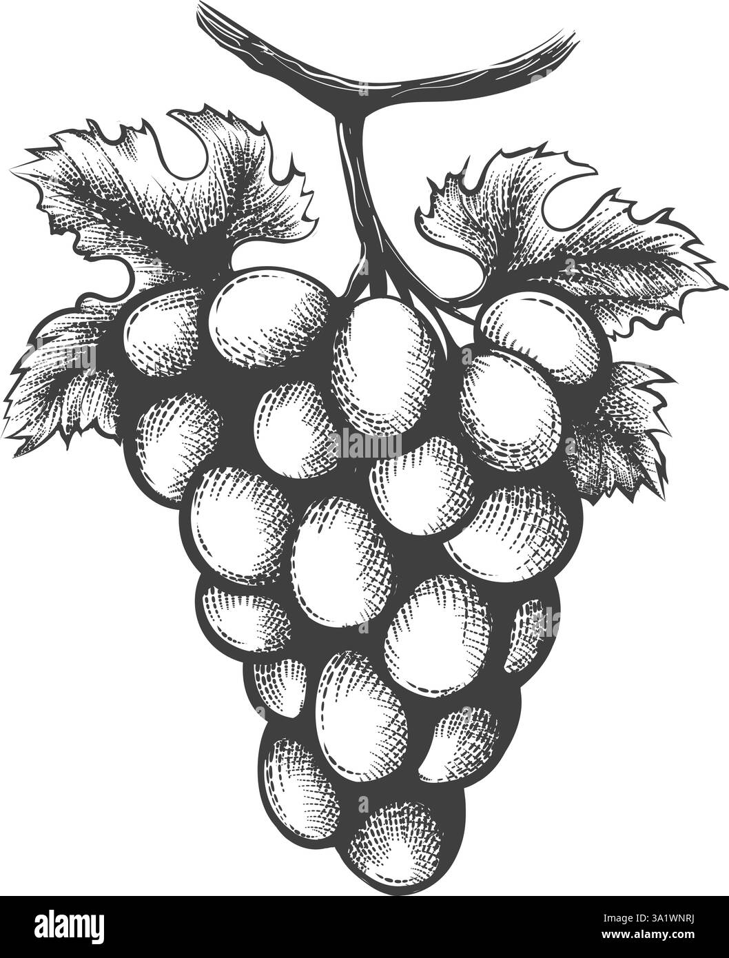 Hand drawn grapes berries Stock Vector Images - Alamy