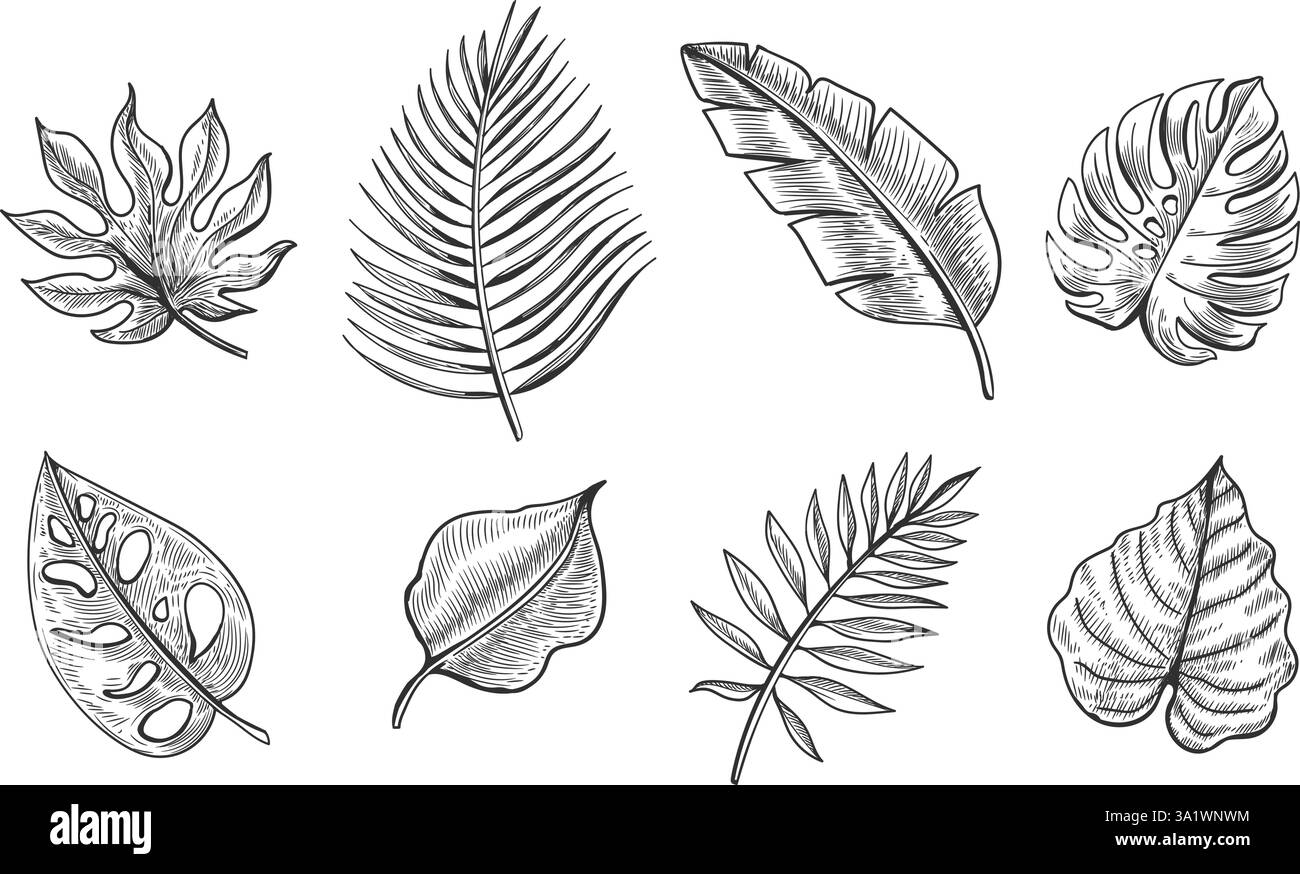 Monstera leaves icon linear Black and White Stock Photos & Images - Alamy