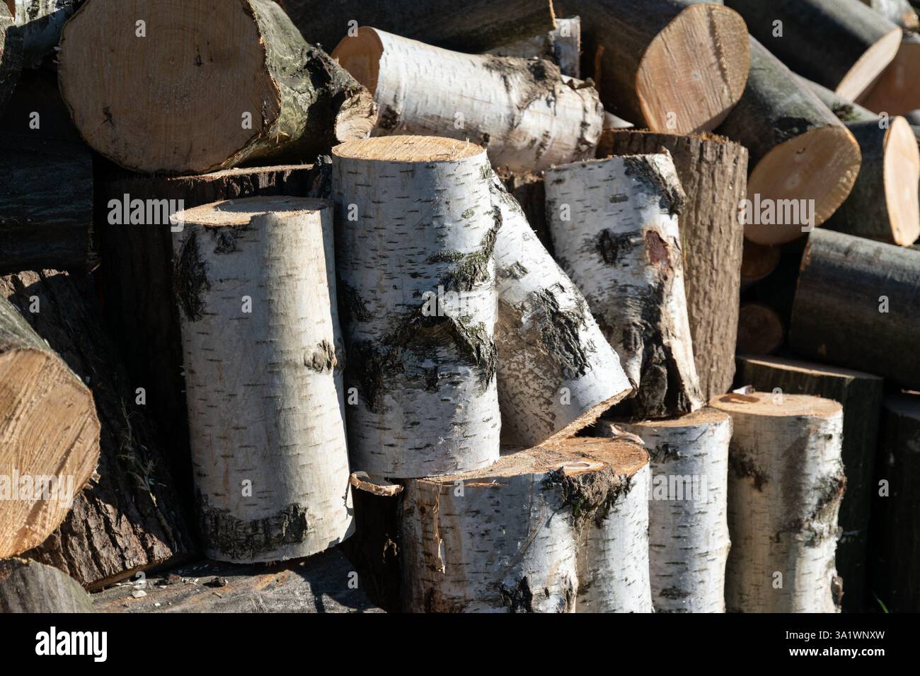 Birch log cut in short and stacked, white bark with stripes Stock Photo ...