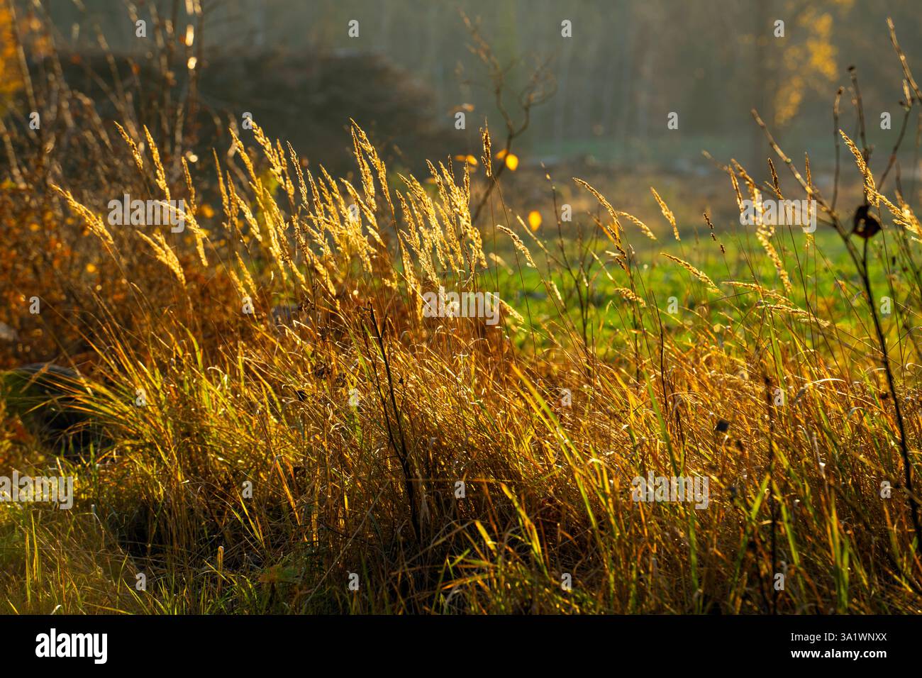 The shining grass in fall. Horizontal Stock Photo - Alamy