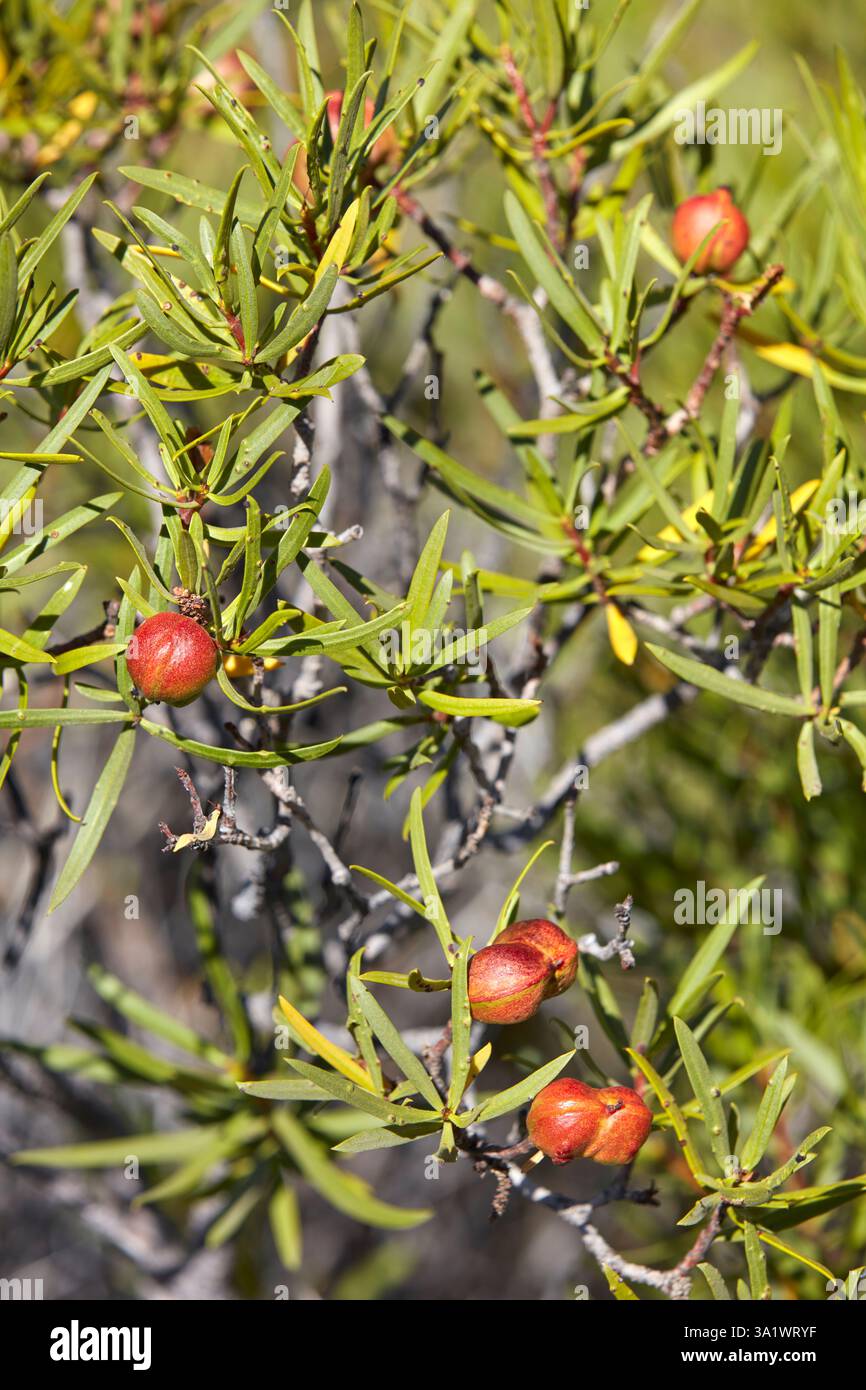 Duraznillo hi-res stock photography and images - Alamy