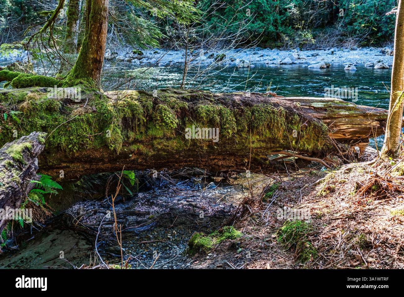 A mossy log by the Snoqualmie River near Twin Falls in Washington State ...