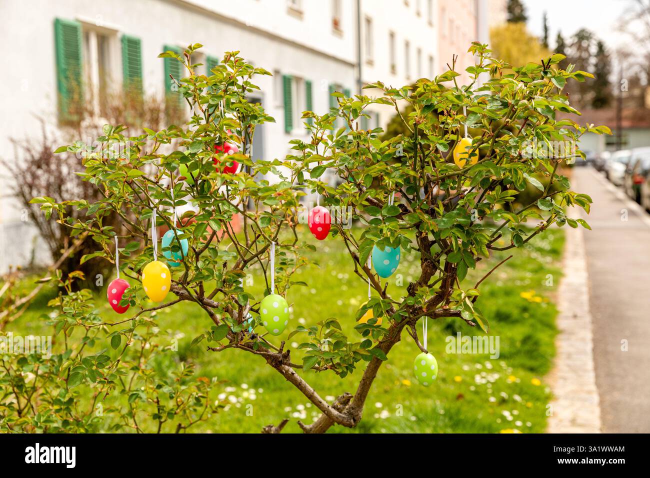 Easter Bush in a Front Garden Stock Photo - Alamy