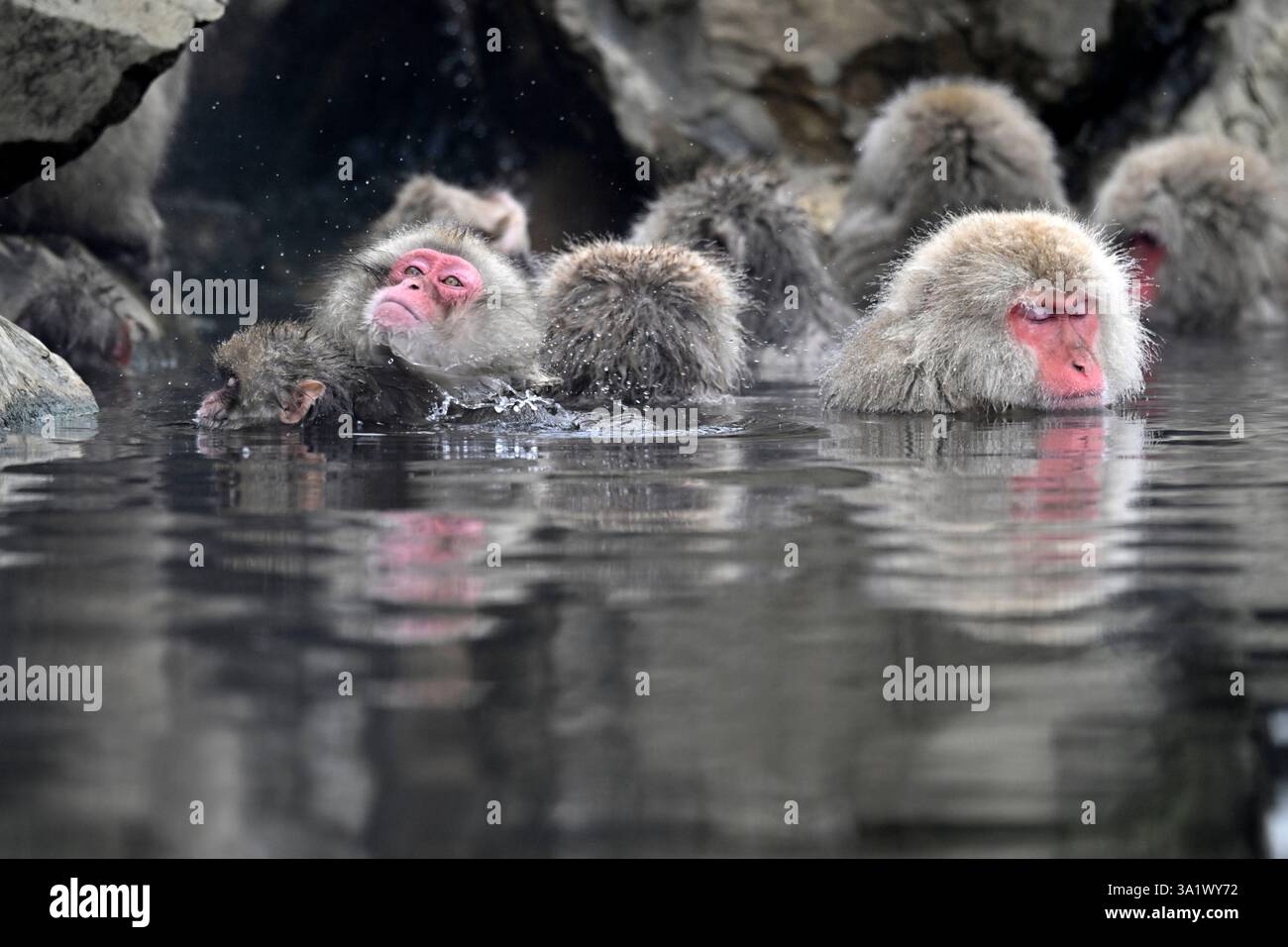 Snow monkeys at the Jigokudani monkey park in Nagano Prefecture,Japan ...