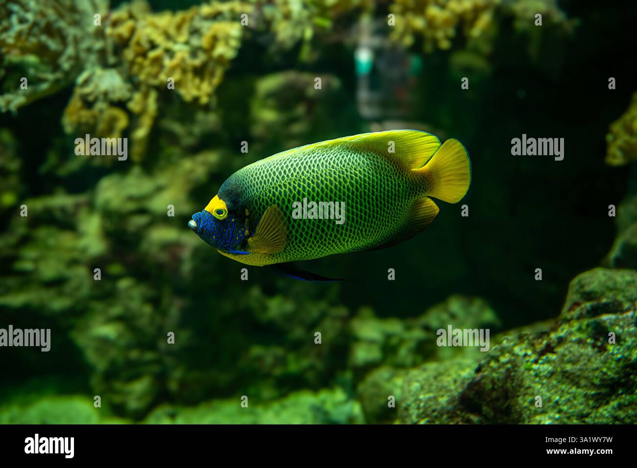 Blue faced angelfish Pomacanthus xanthometopon in a coral reef Stock ...
