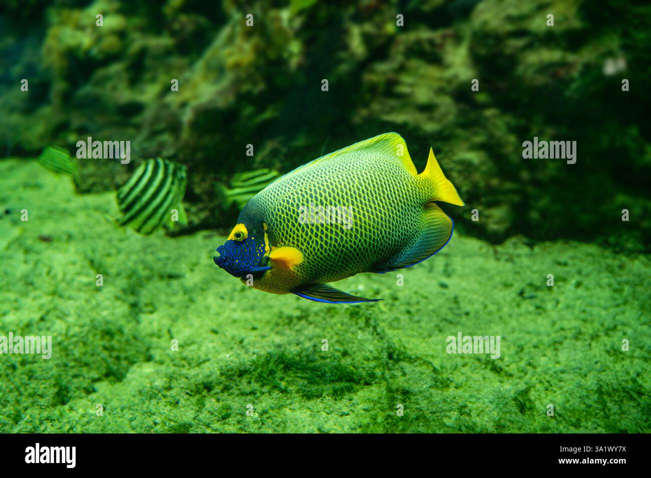 Blue faced angelfish Pomacanthus xanthometopon in a coral reef Stock ...
