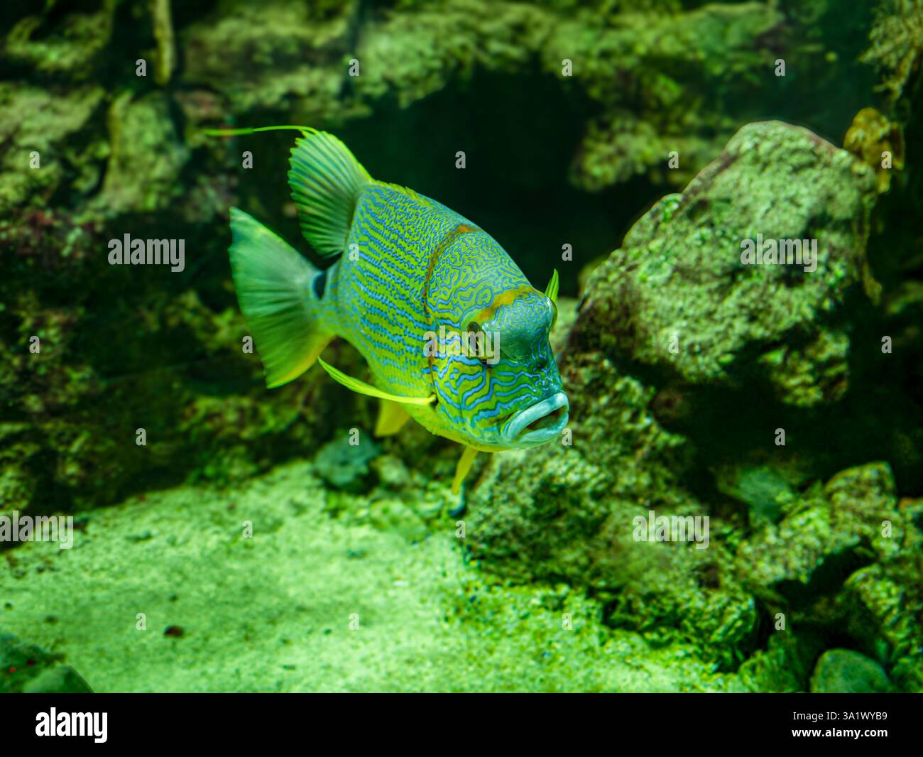 Blue-lined seabream or sailfin snapper (Symphorichthys spilurus) is a ...