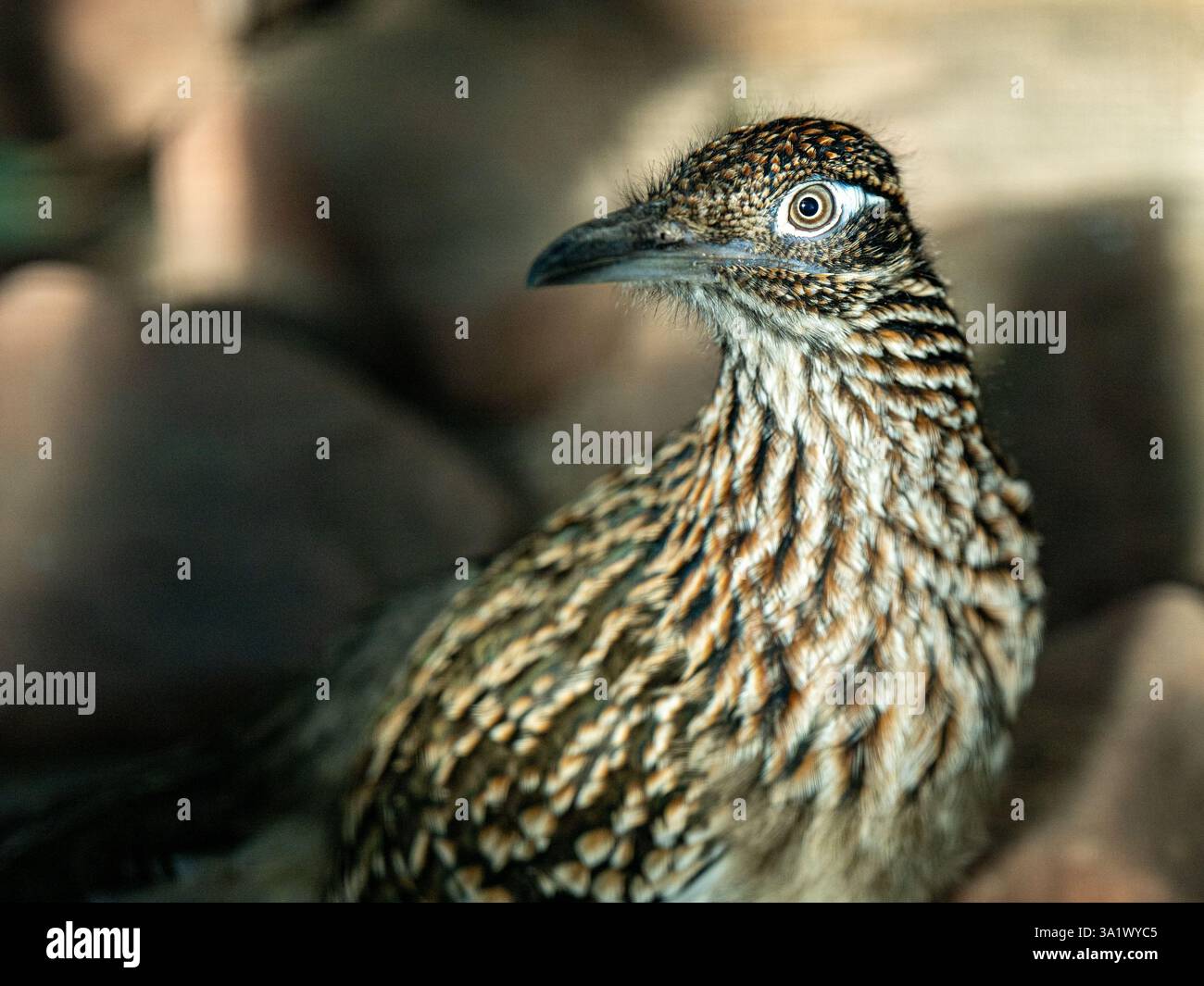 The greater roadrunner (Geococcyx californianus) is a long-legged bird ...
