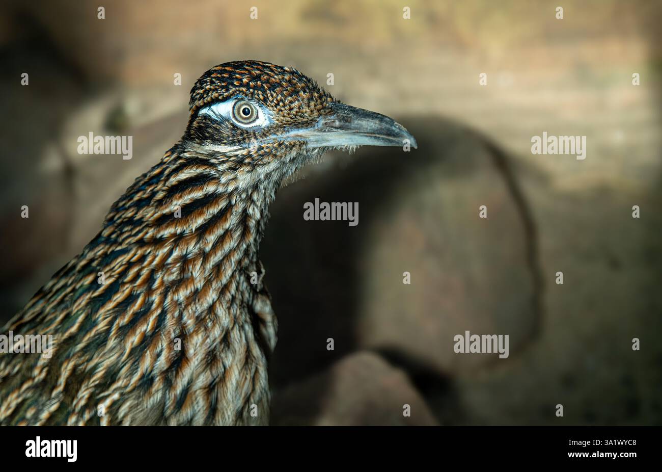 The greater roadrunner (Geococcyx californianus) is a long-legged bird ...