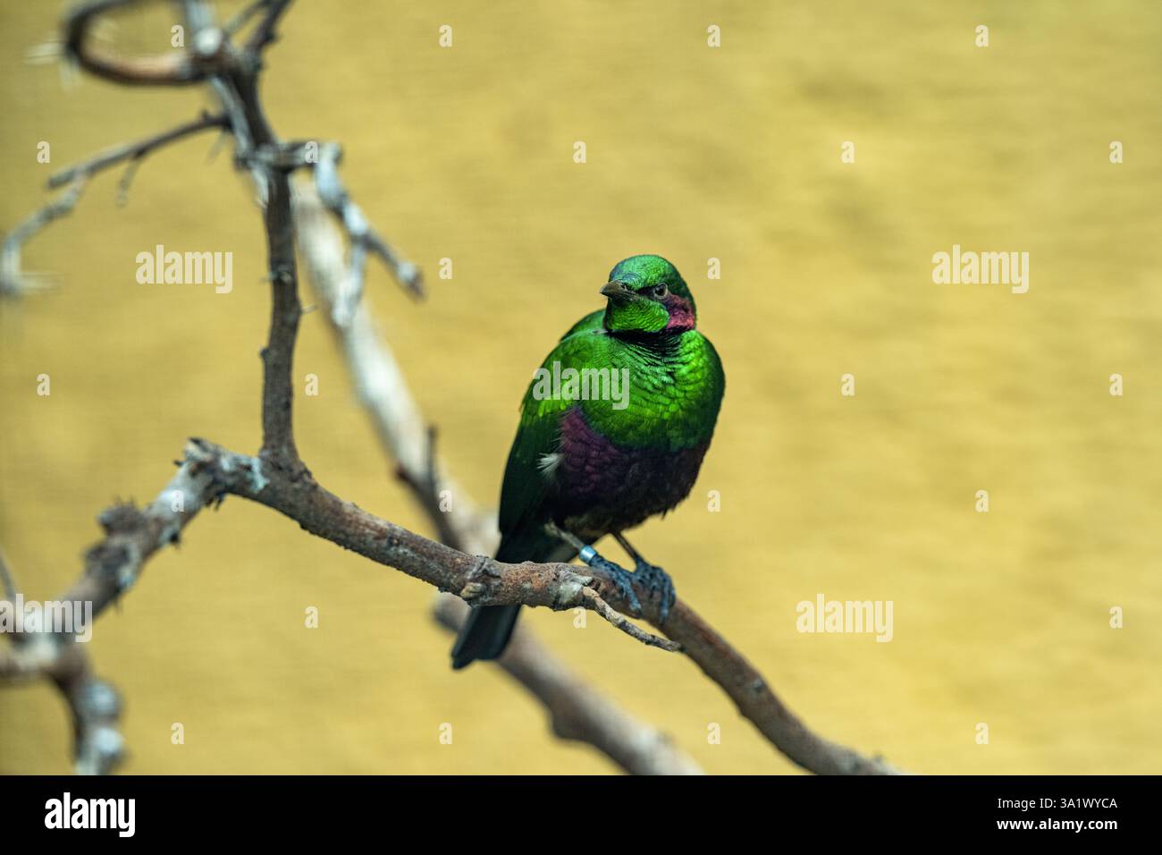 The emerald starling (Lamprotornis iris) is also known as the iris ...