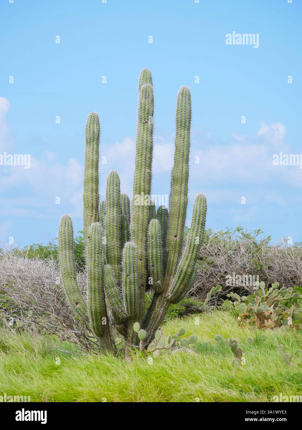 A huge wild cactus grows in Aruba Stock Photo - Alamy