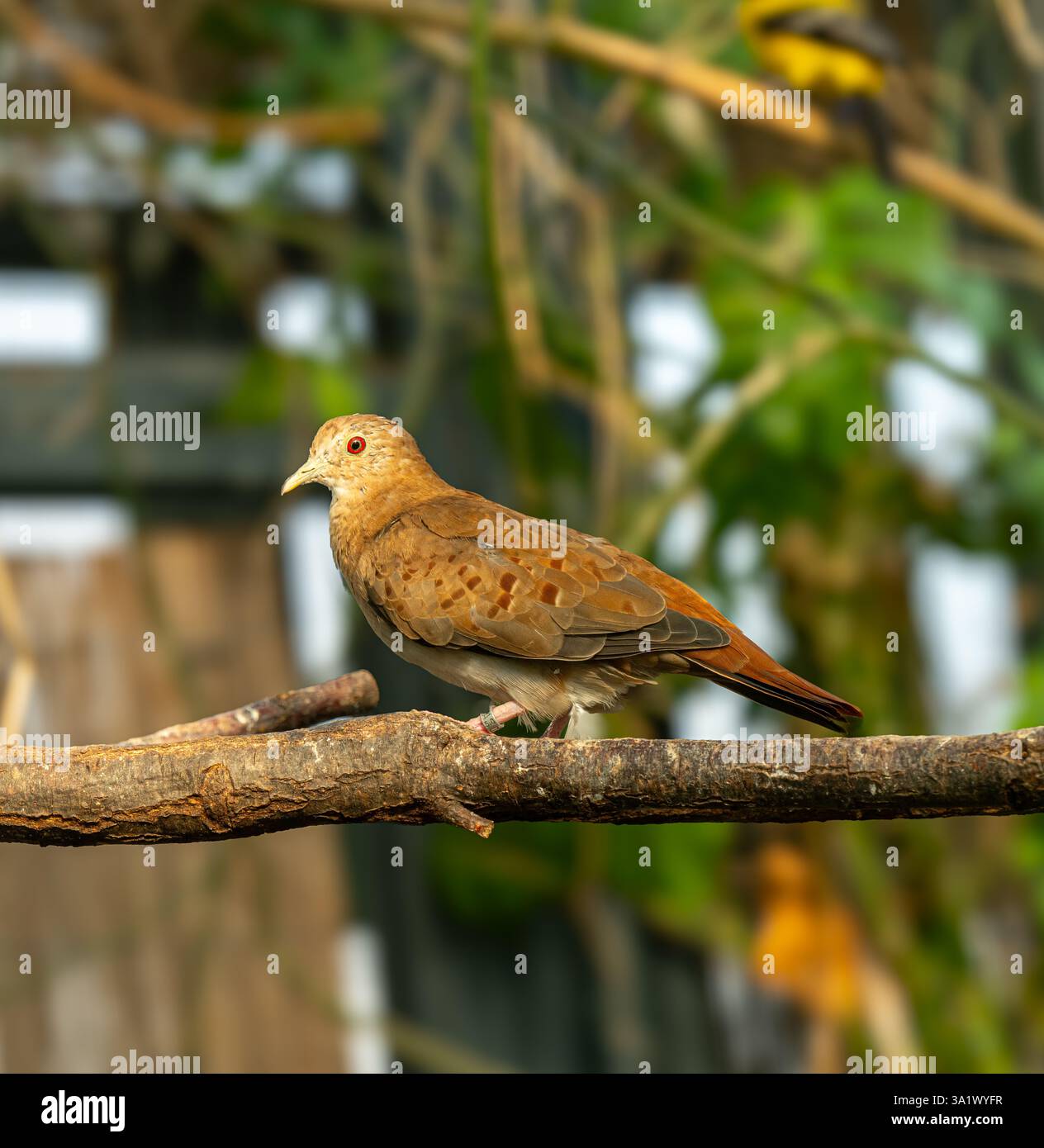 Red-crested Finch (Coryphospingus cucullatus) perched on a branch Stock ...