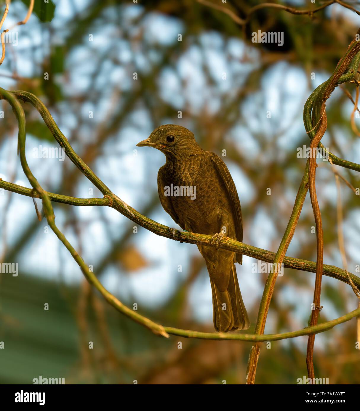 Red-crested Finch (Coryphospingus cucullatus) perched on a branch Stock ...