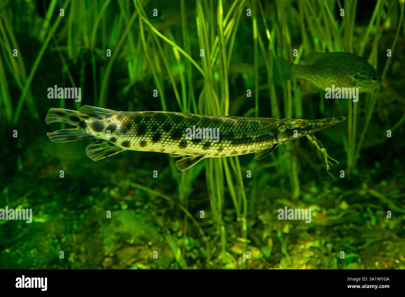 Cuban Gar, Atractosteus tristoechus Stock Photo - Alamy