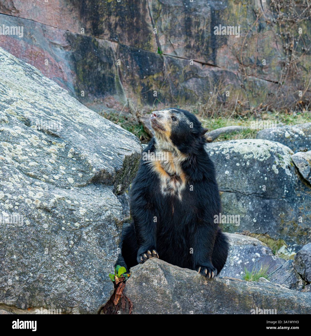 Spectacled bear (Tremarctos ornatus), Andean bear Stock Photo - Alamy