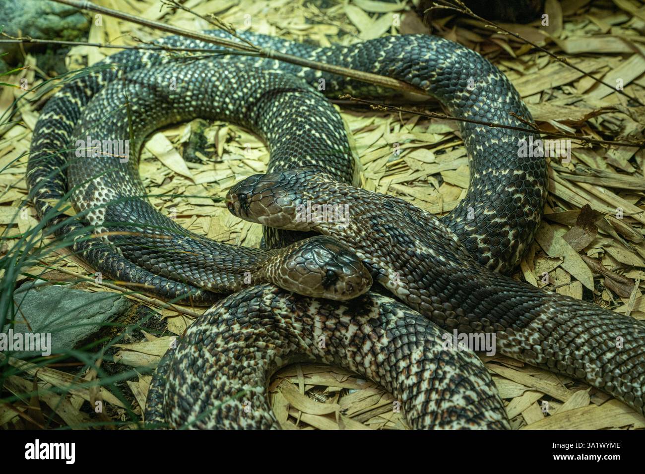 Indian or spectacled cobra (Naja naja) Naja is a genus of venomous ...