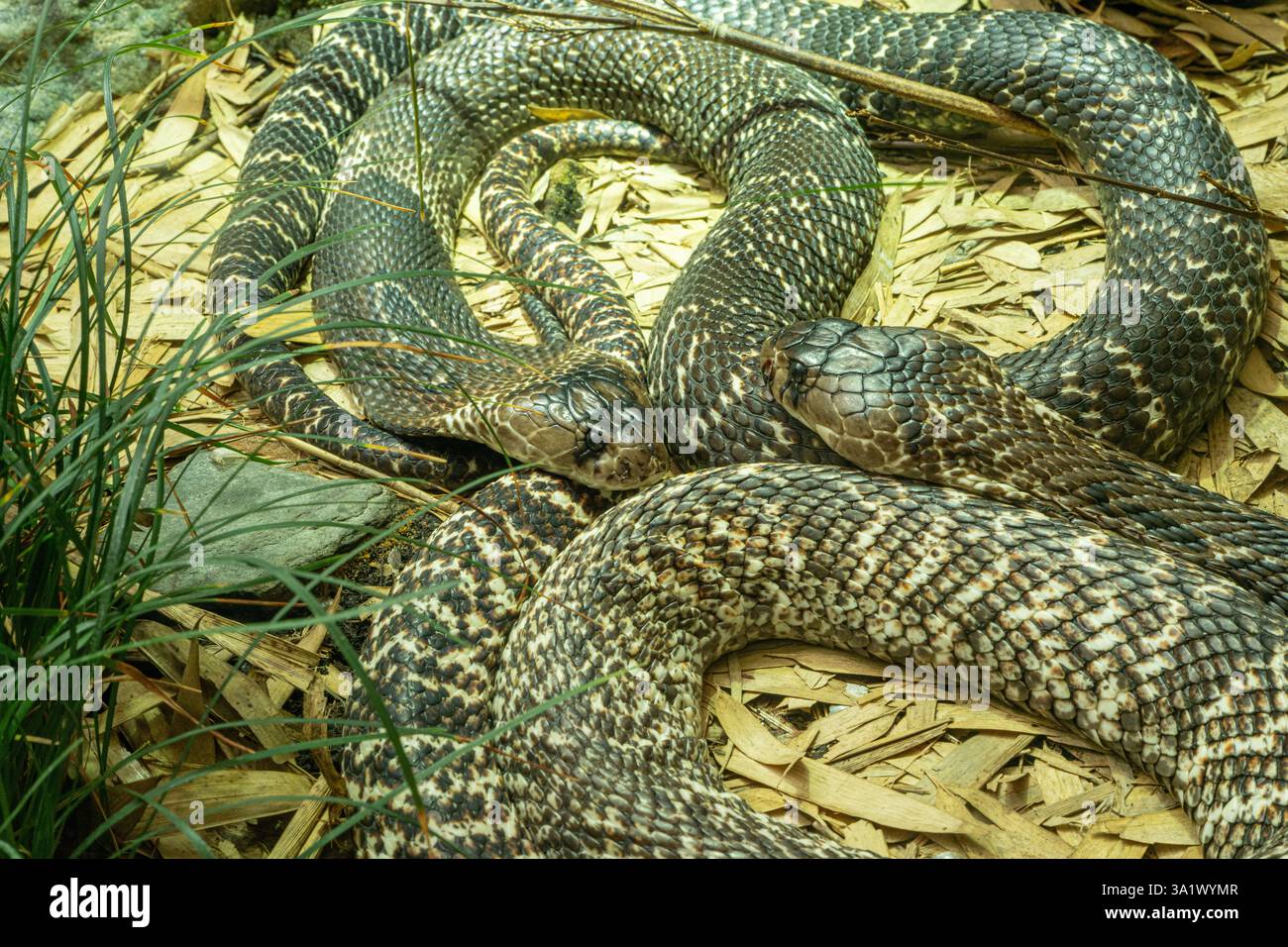 Indian or spectacled cobra (Naja naja) Naja is a genus of venomous ...