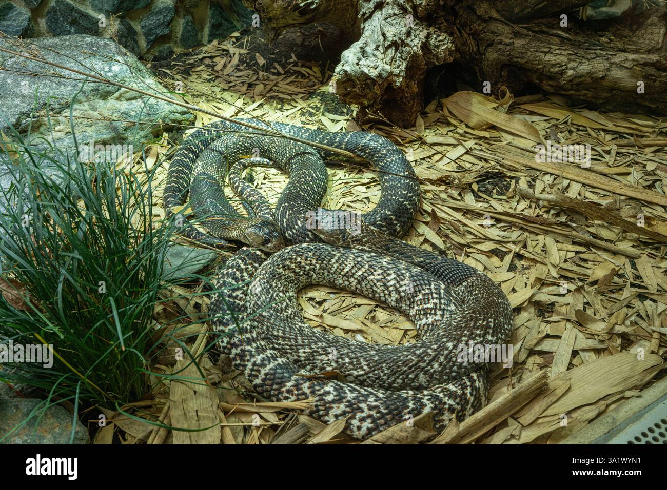 Indian or spectacled cobra (Naja naja) Naja is a genus of venomous ...