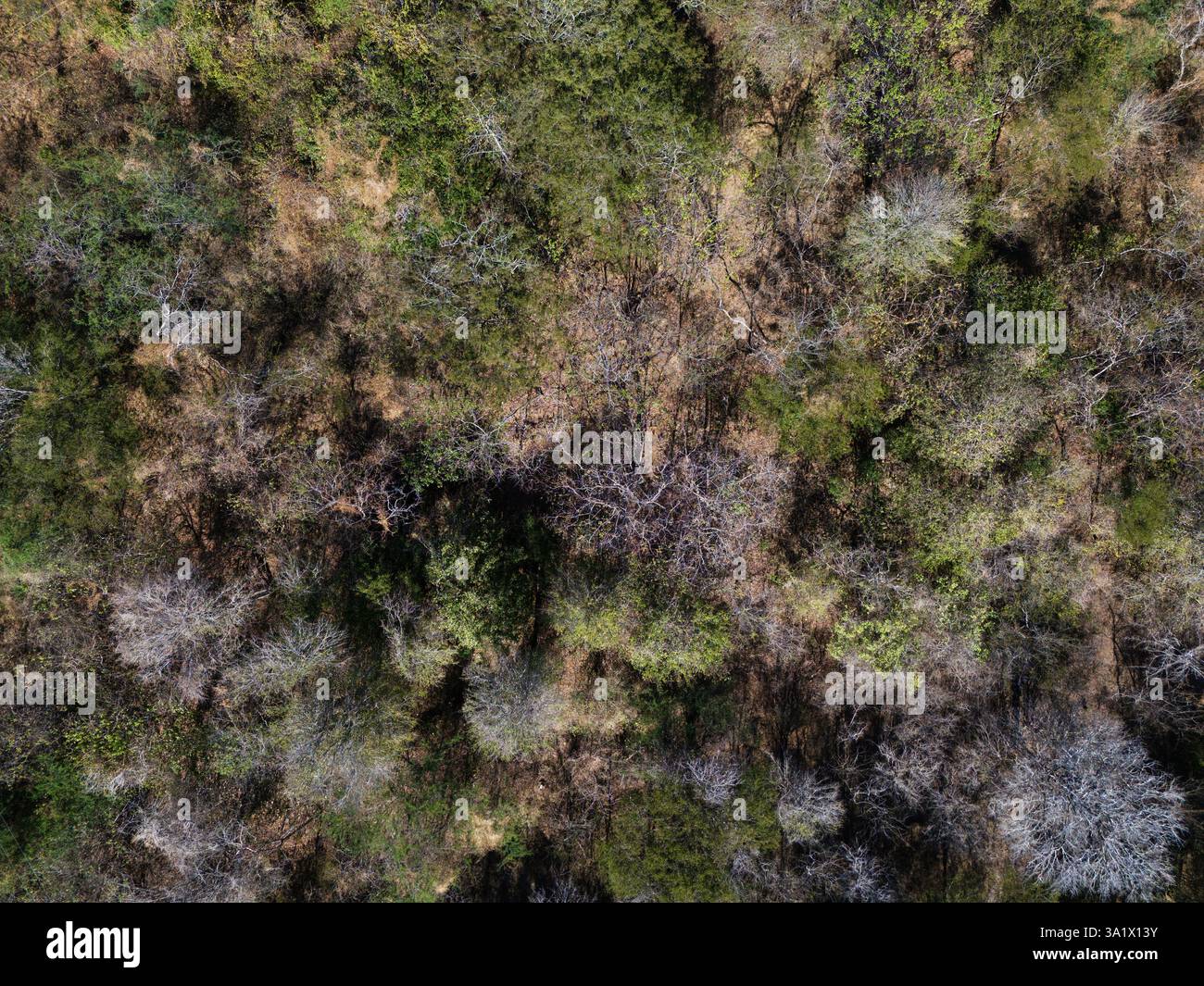Aerial view of forest displaying varied foliage and textures ...