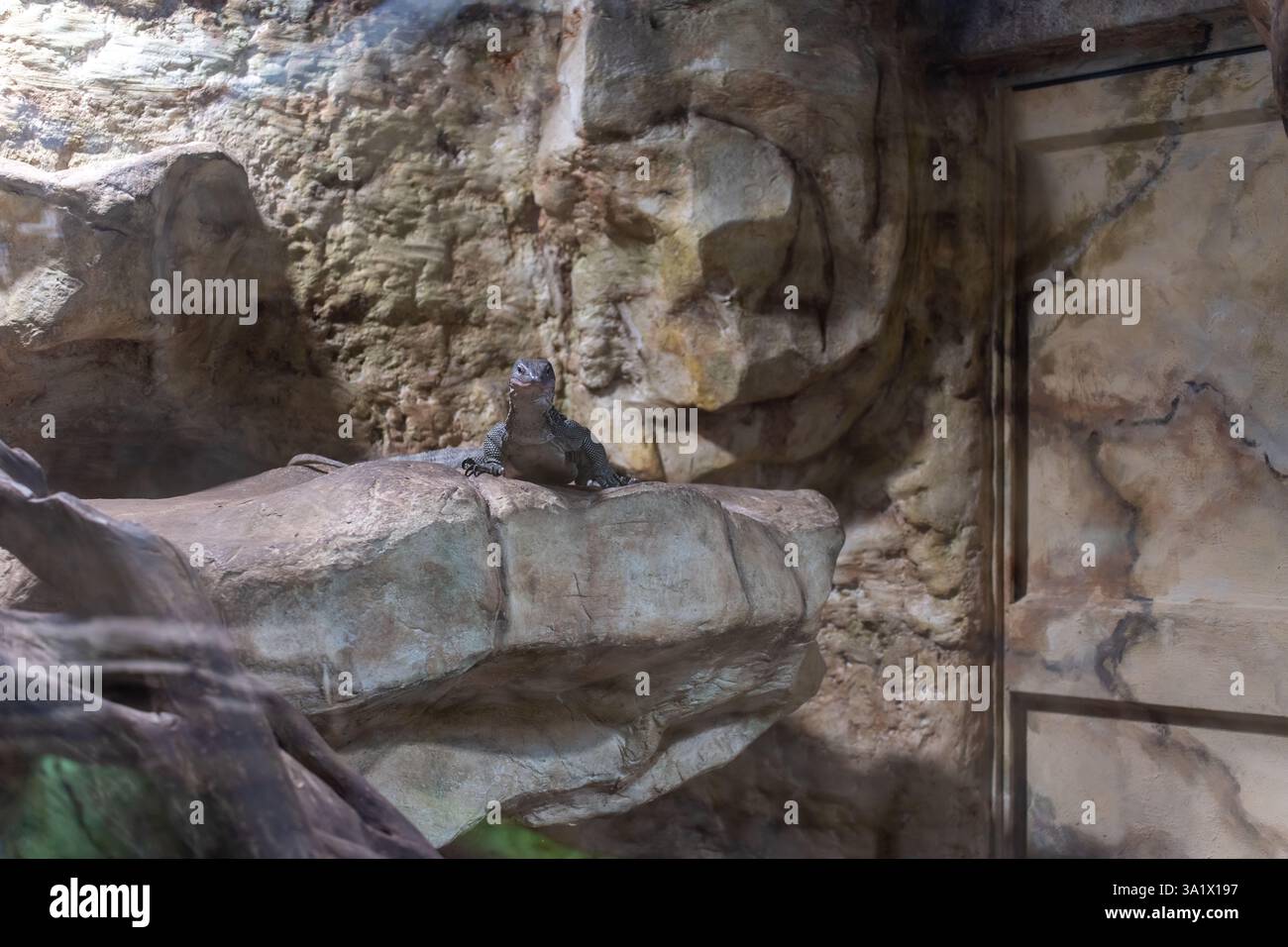 Monitor lizard komodo dragon sits hi-res stock photography and images ...