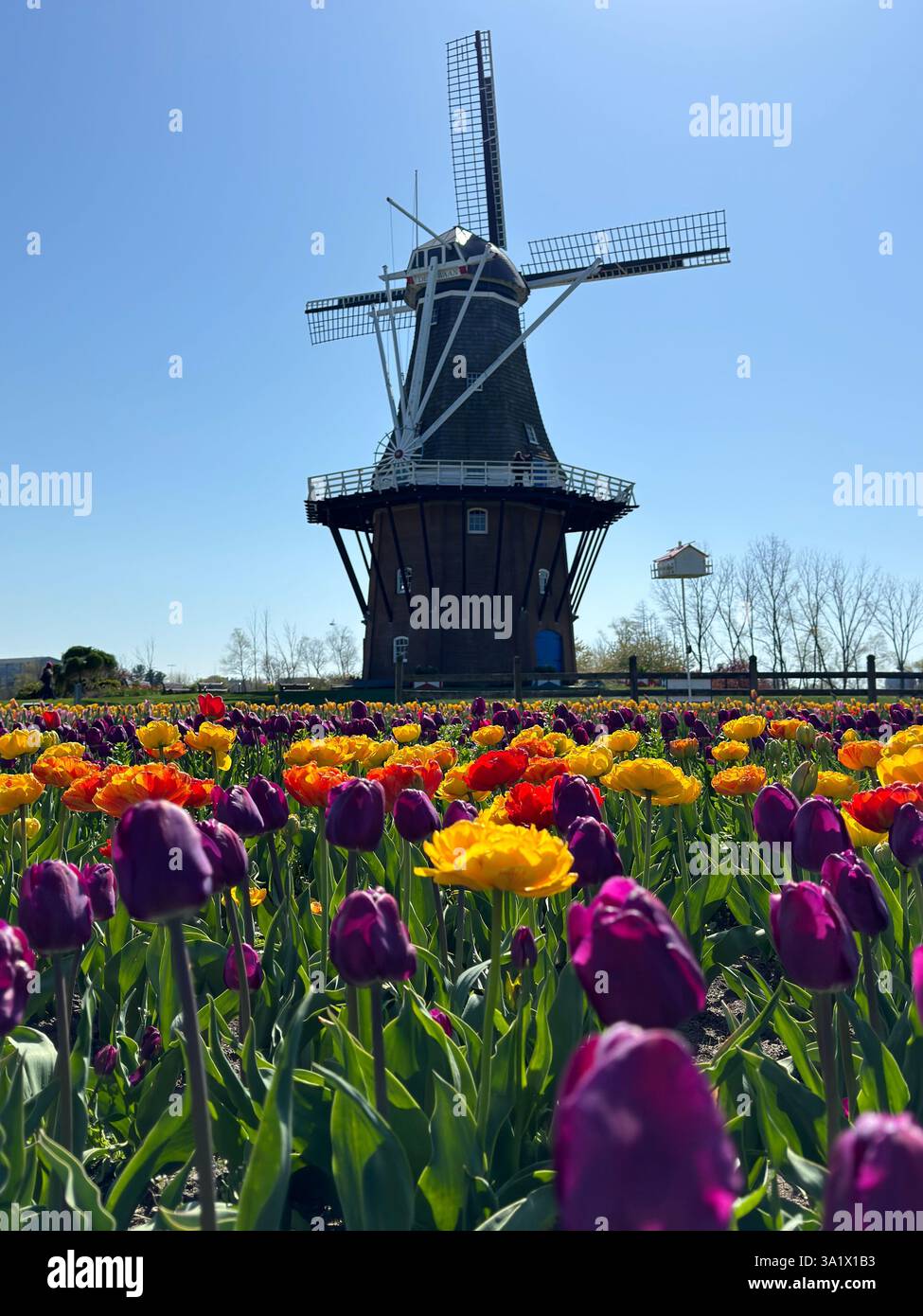 Holland michigan windmill hi-res stock photography and images - Alamy