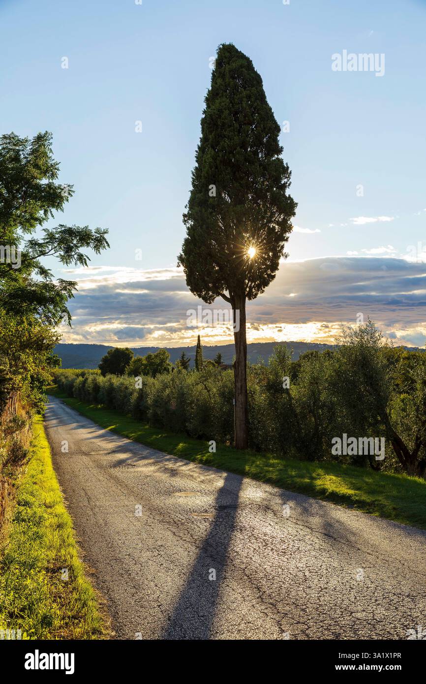 einzelne Säulen--Zypresse Cupressus sempervirens am Straßenrand mit ...