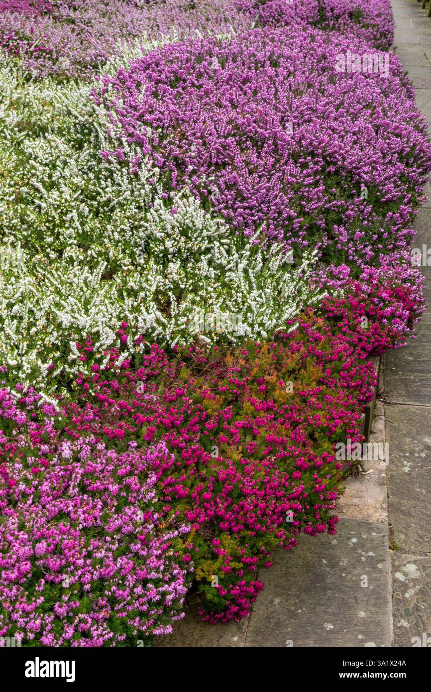Heathers edging path hi-res stock photography and images - Alamy
