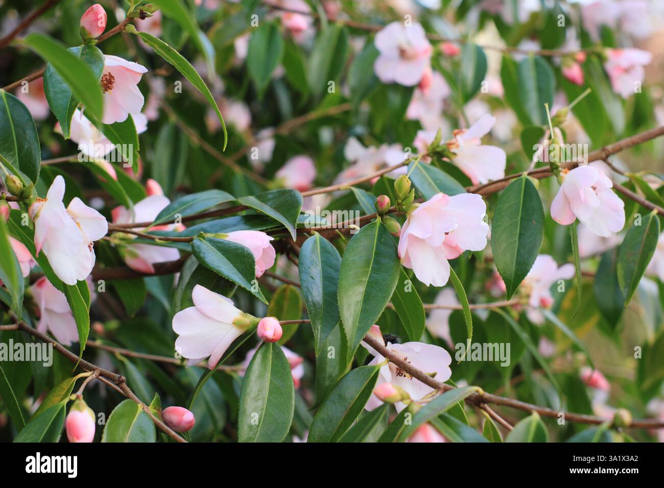 Camellia Winton, a hybrid camellia (cuspidata × saluenensis), hardy ...