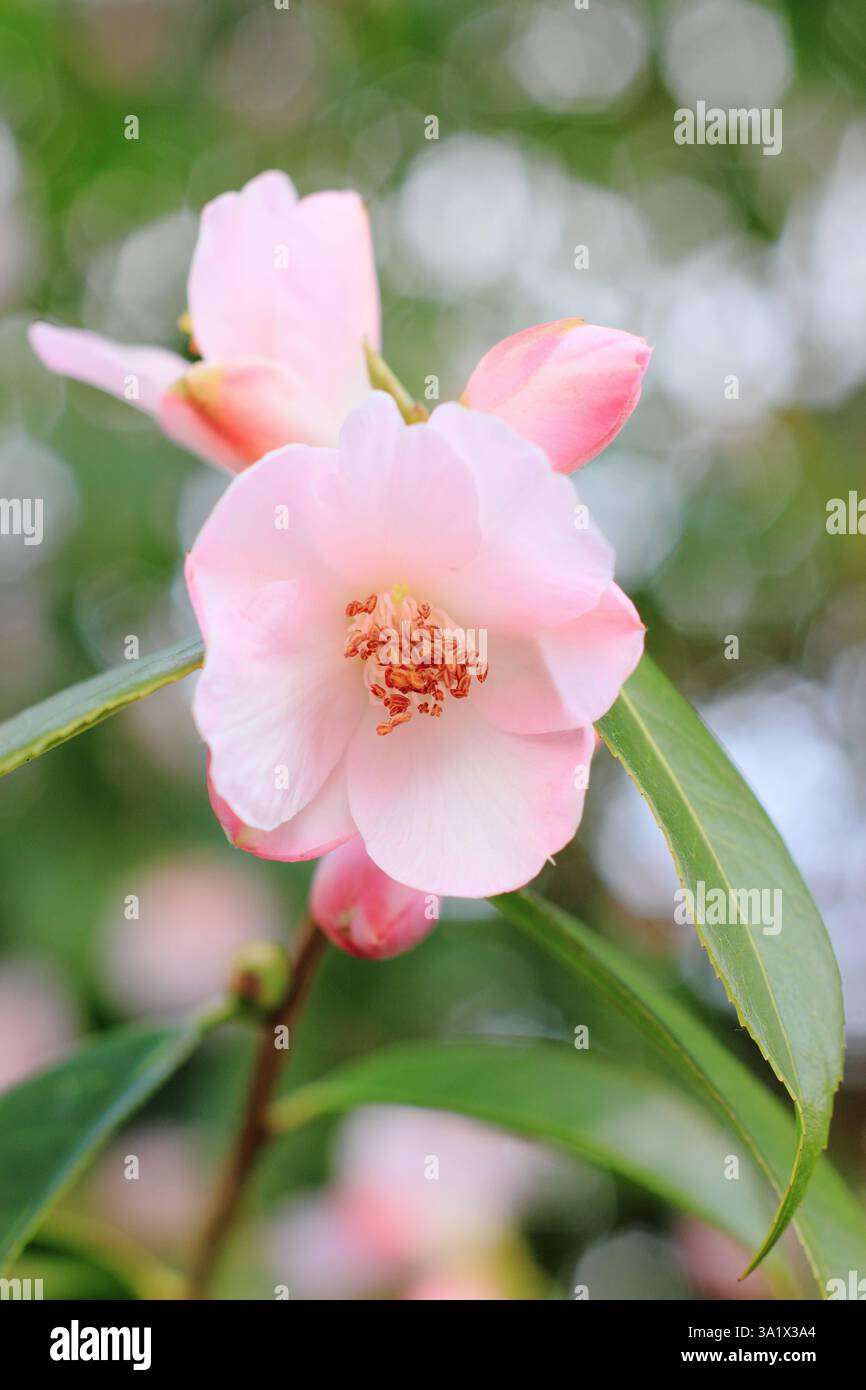 Camellia Winton, a hybrid camellia (cuspidata × saluenensis), hardy ...