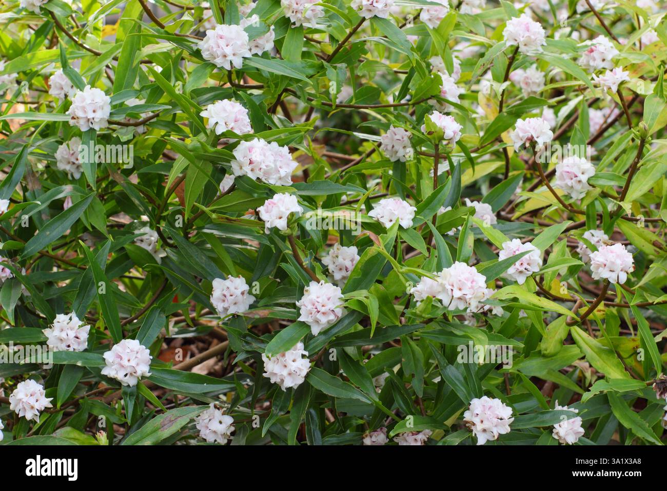 Daphne odora hi-res stock photography and images - Alamy