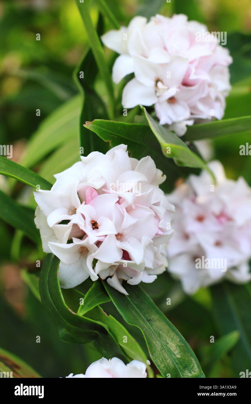 Daphne odora hi-res stock photography and images - Alamy