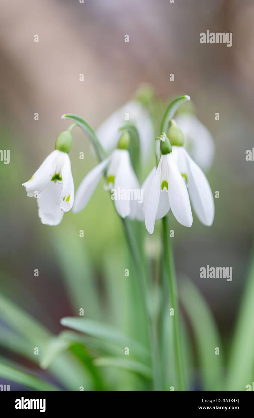 Snowdrop. First spring flower appearing in February. Harbinger of ...