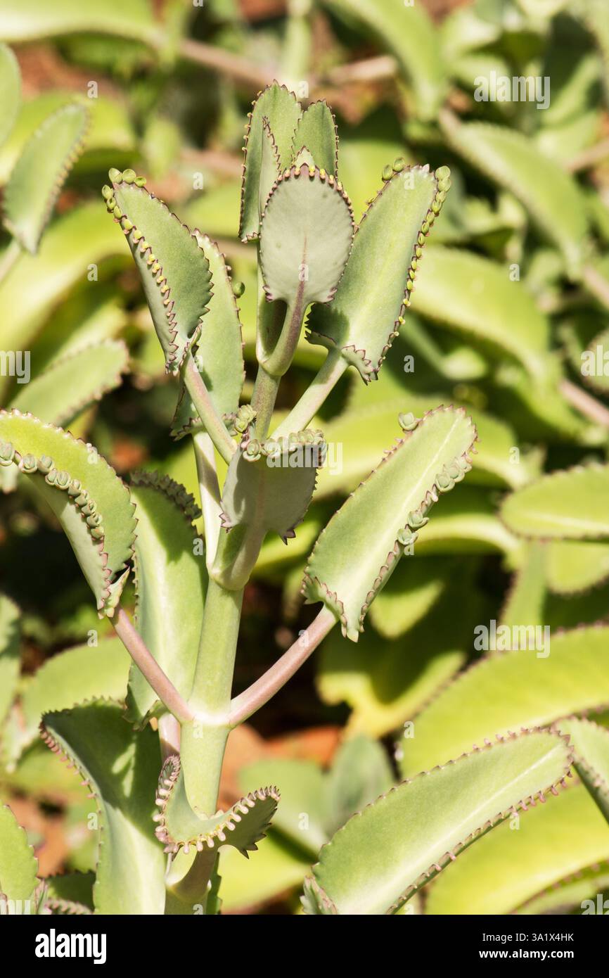 Devil's backbone plant, (Kalanchoe daigremontiana) in a garden Stock ...