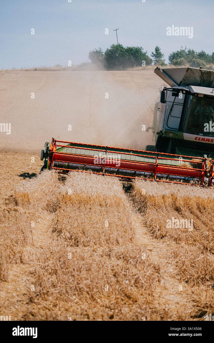A large machine is cutting through a field of grain. The machine is a ...