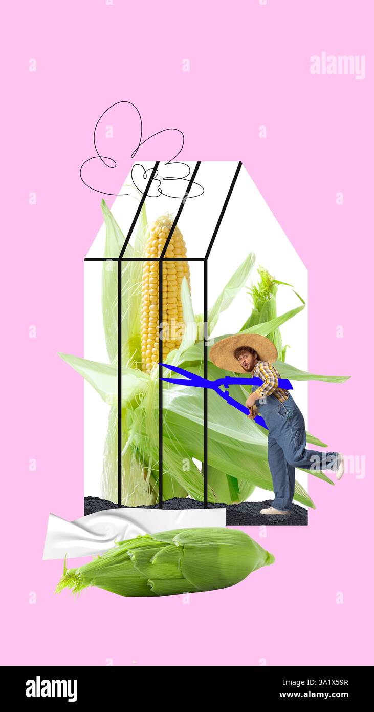 Man cutting massive corn stalk inside modern greenhouse design with ...