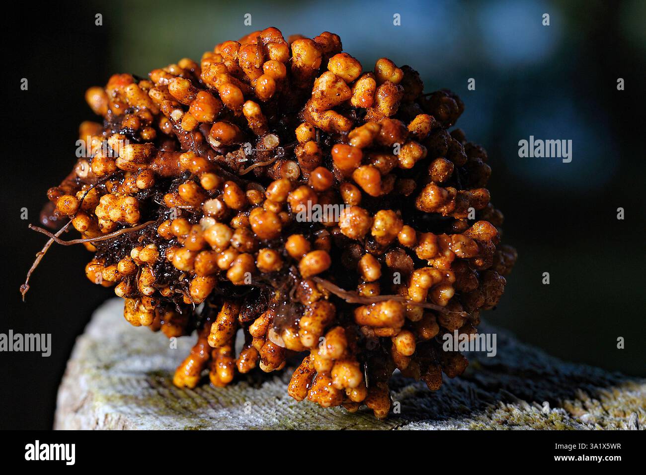 Nodules caused by the bacteria Frankia alni on roots of common alder ...
