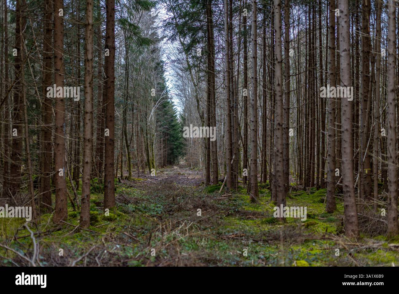 Tannen Nadelholz Moos Wald Bäume Baum Natur Umwelt Schneise / Datum: 28 ...