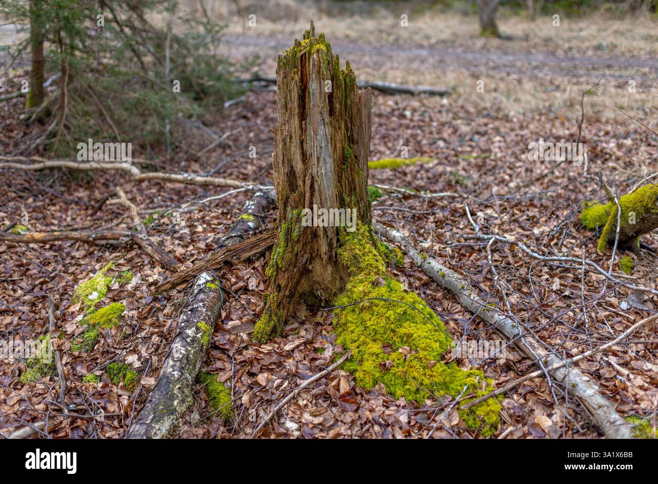 Alter verfaulter Baumstumpf mit Moos bewachsen steht mit seinen Wurzeln ...