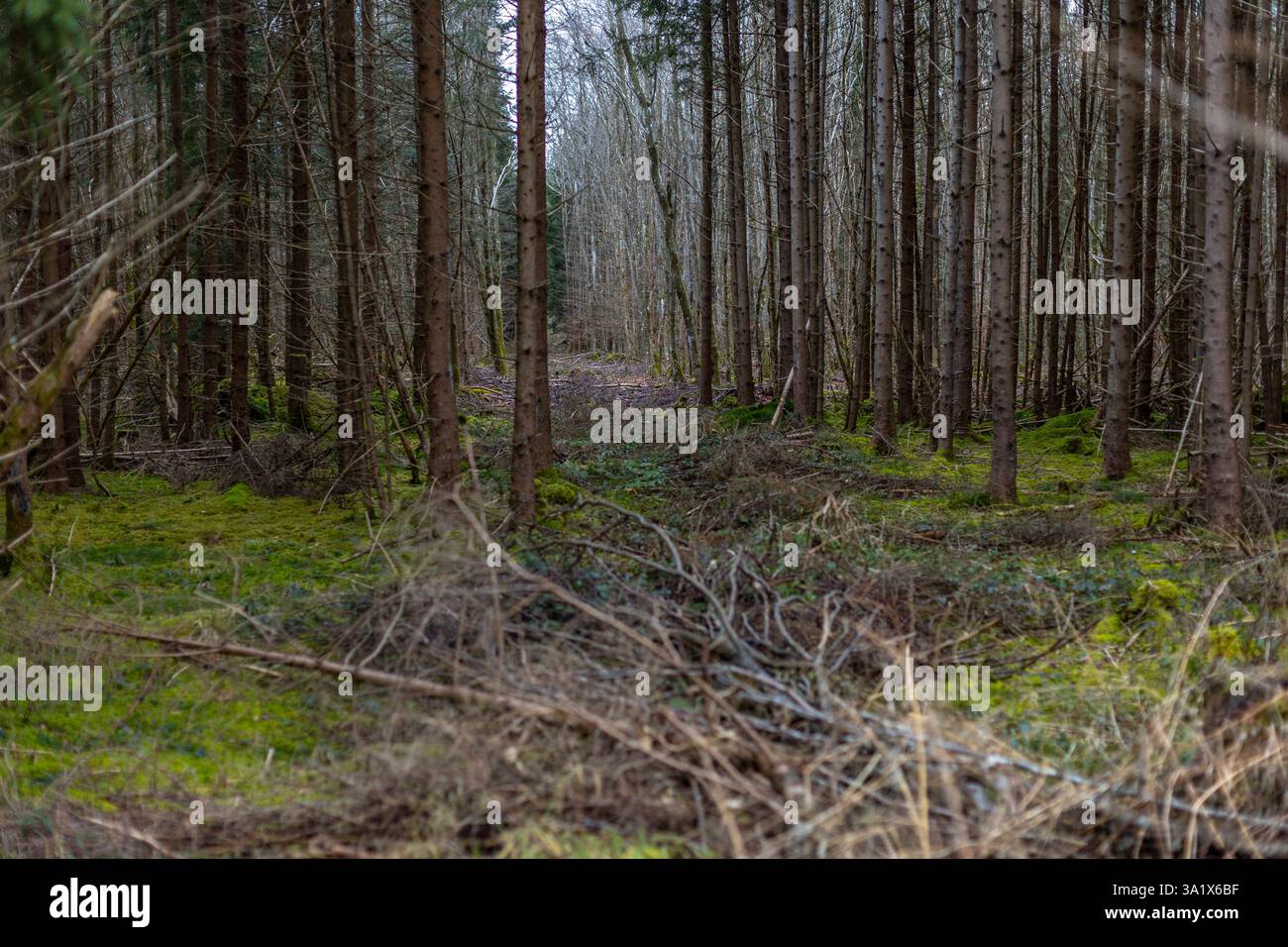 Tannen Nadelholz Moos Wald Bäume Baum Natur Umwelt Schneise / Datum: 28 ...