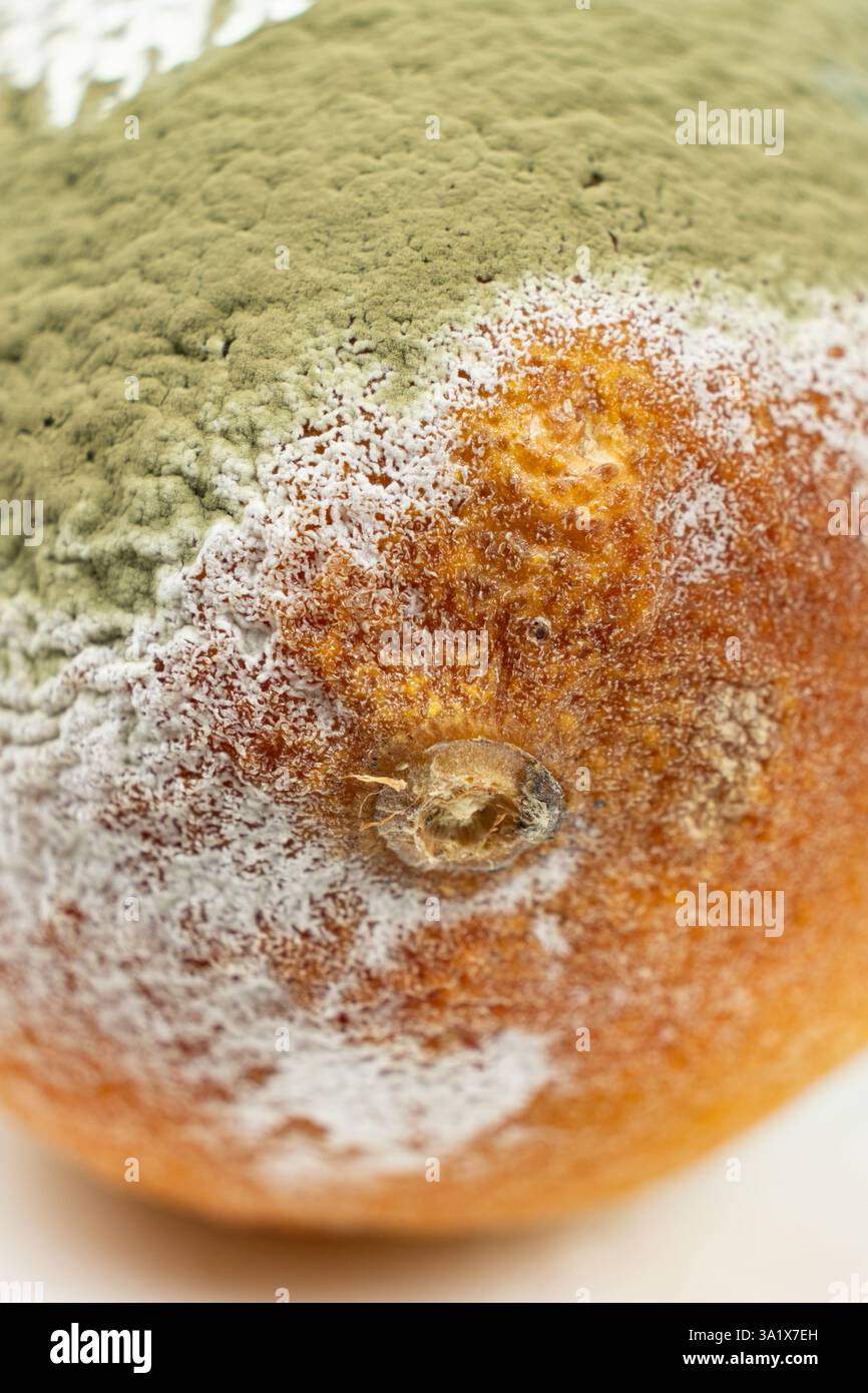 Aging spoiled lemon mold growth hi-res stock photography and images - Alamy